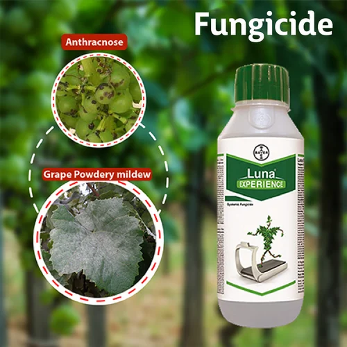 Bayer Luna Experince – Somani Agro Solution
